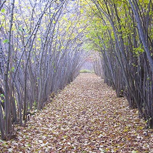 Alnarp Campus – towards a Lab Campus | Studentwebben